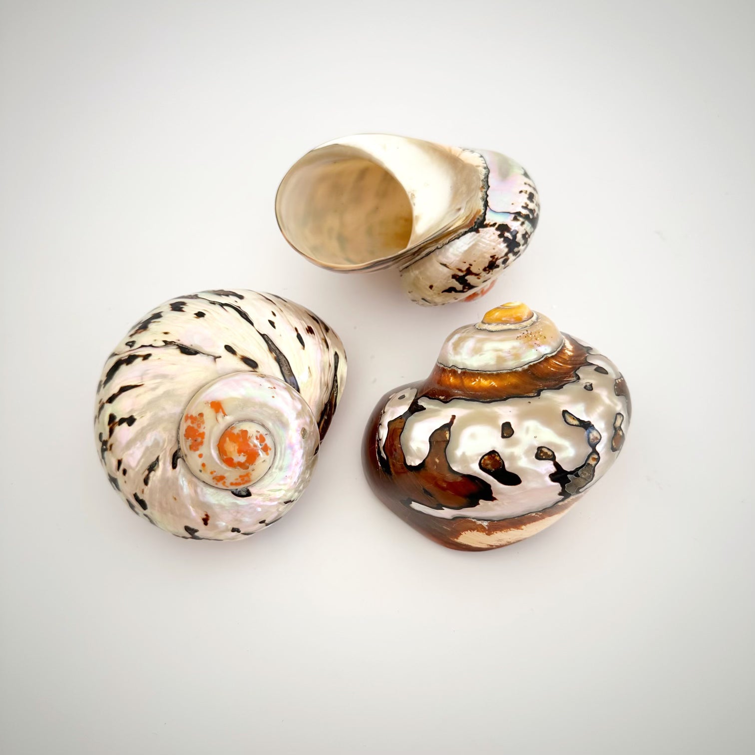 TURBO SARMATICUS PEARLED – Common Circus