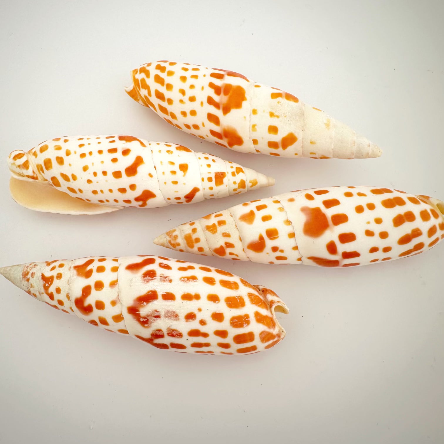 MITRA MITRA – Common Circus