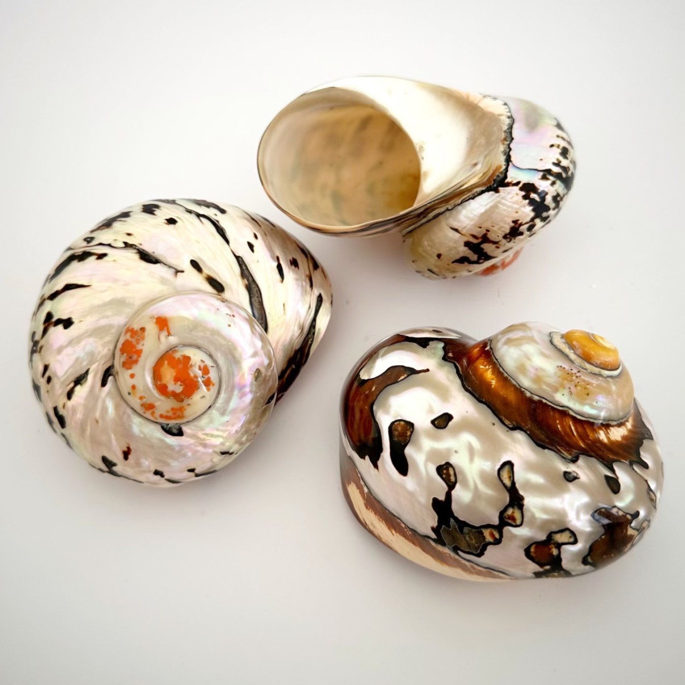 SHELLS + CORAL – tagged "CANDLES" – Common Circus