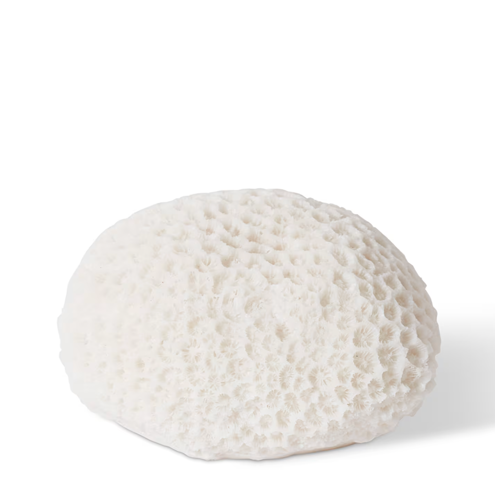 CORAL NIGHT LIGHT: STARLET – Common Circus