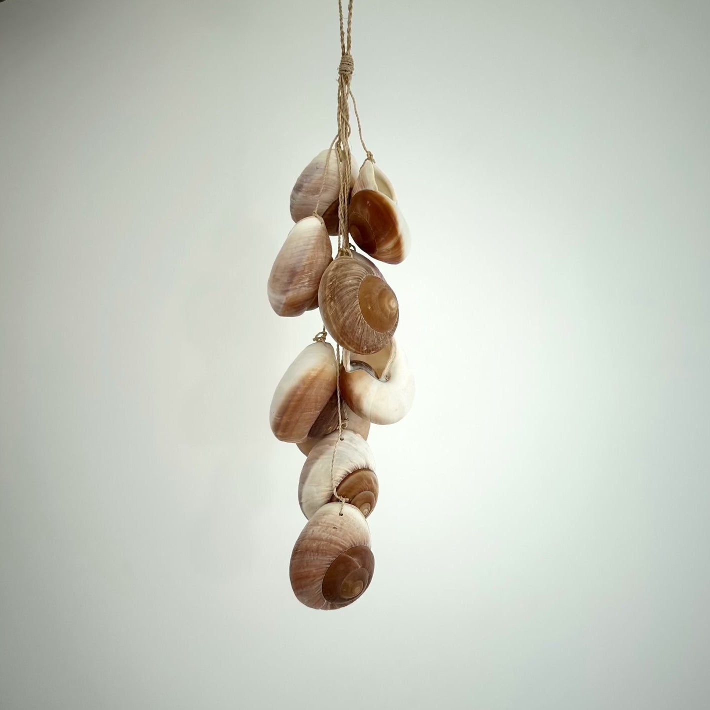 LAMARKIANA HANGING CLUSTER – Common Circus