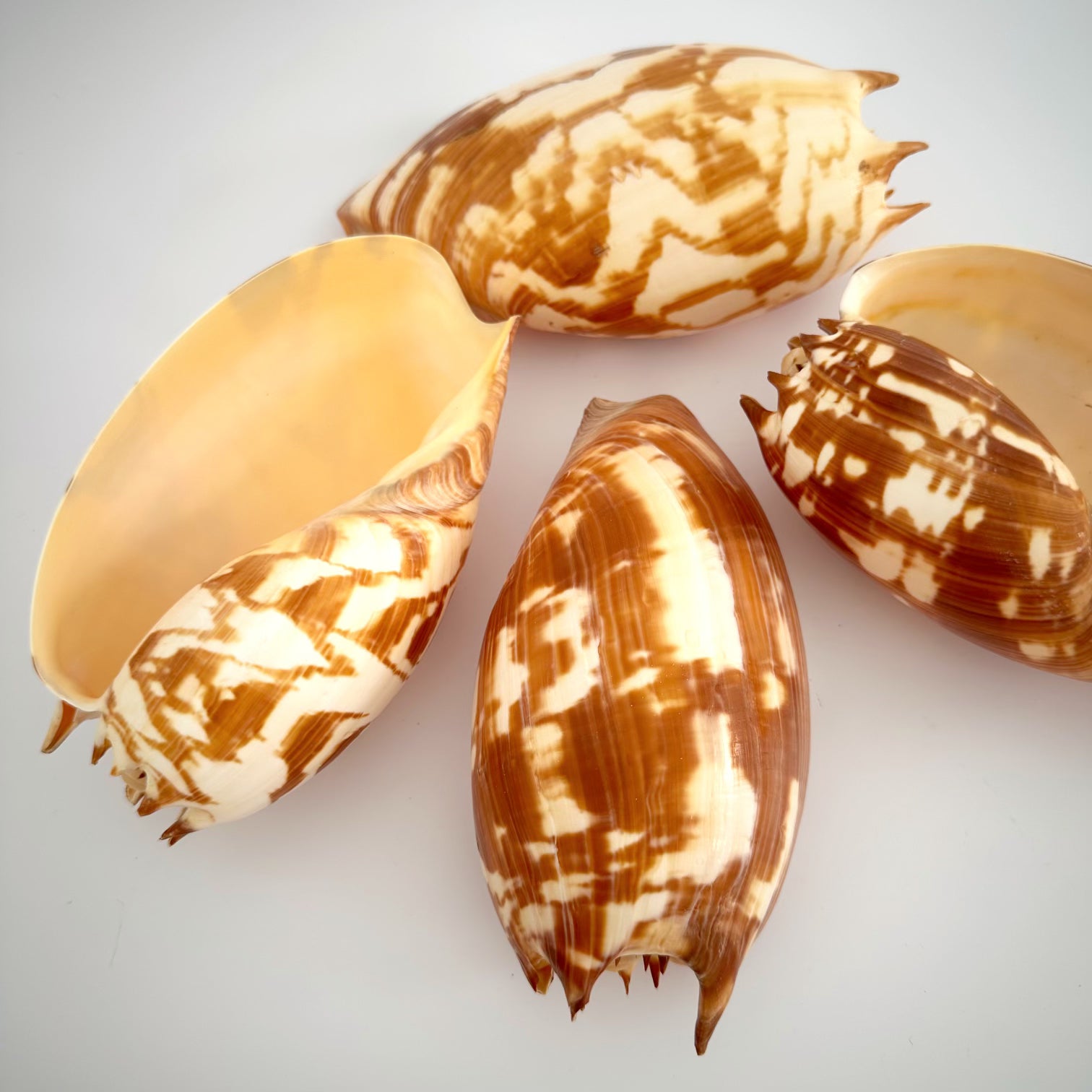 MELO AMPHORA – Common Circus