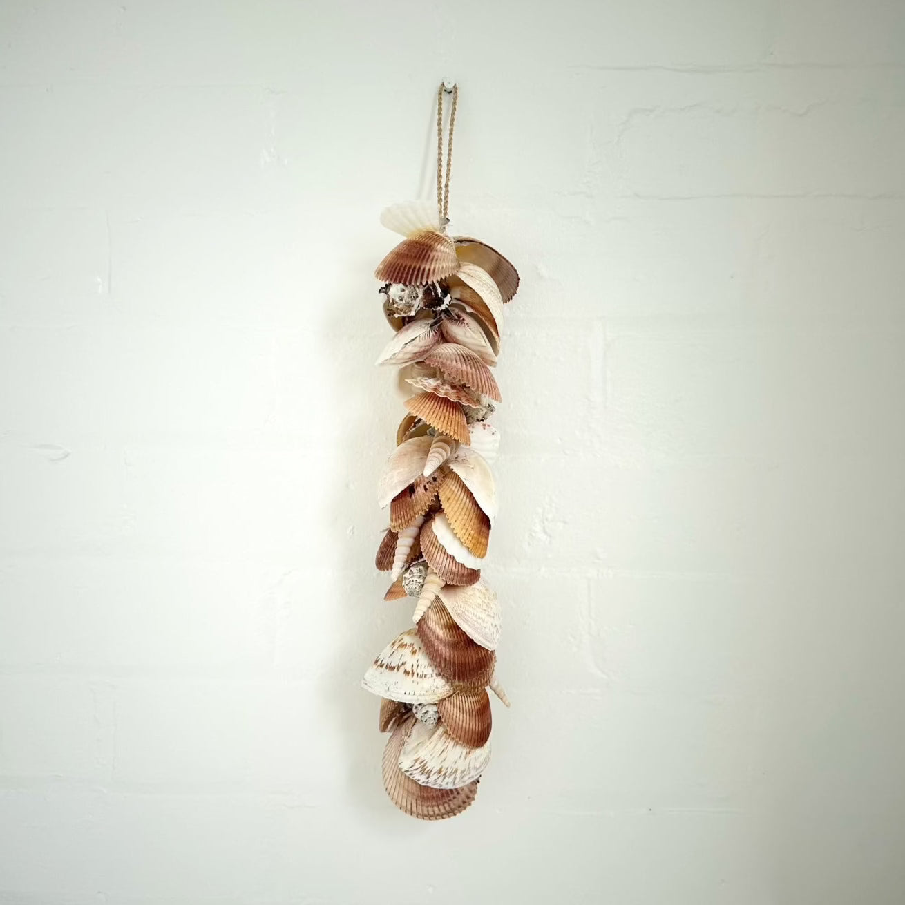 CLAMSHELL WITH TORTILLA & SNAILSHELL CLUSTER – Common Circus